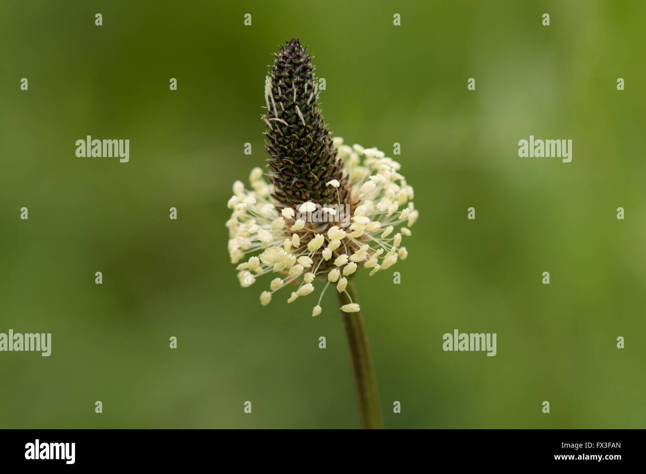 A close-up shot of a Ribwort Plantain (Plantago lanceolata Stock Photo ...