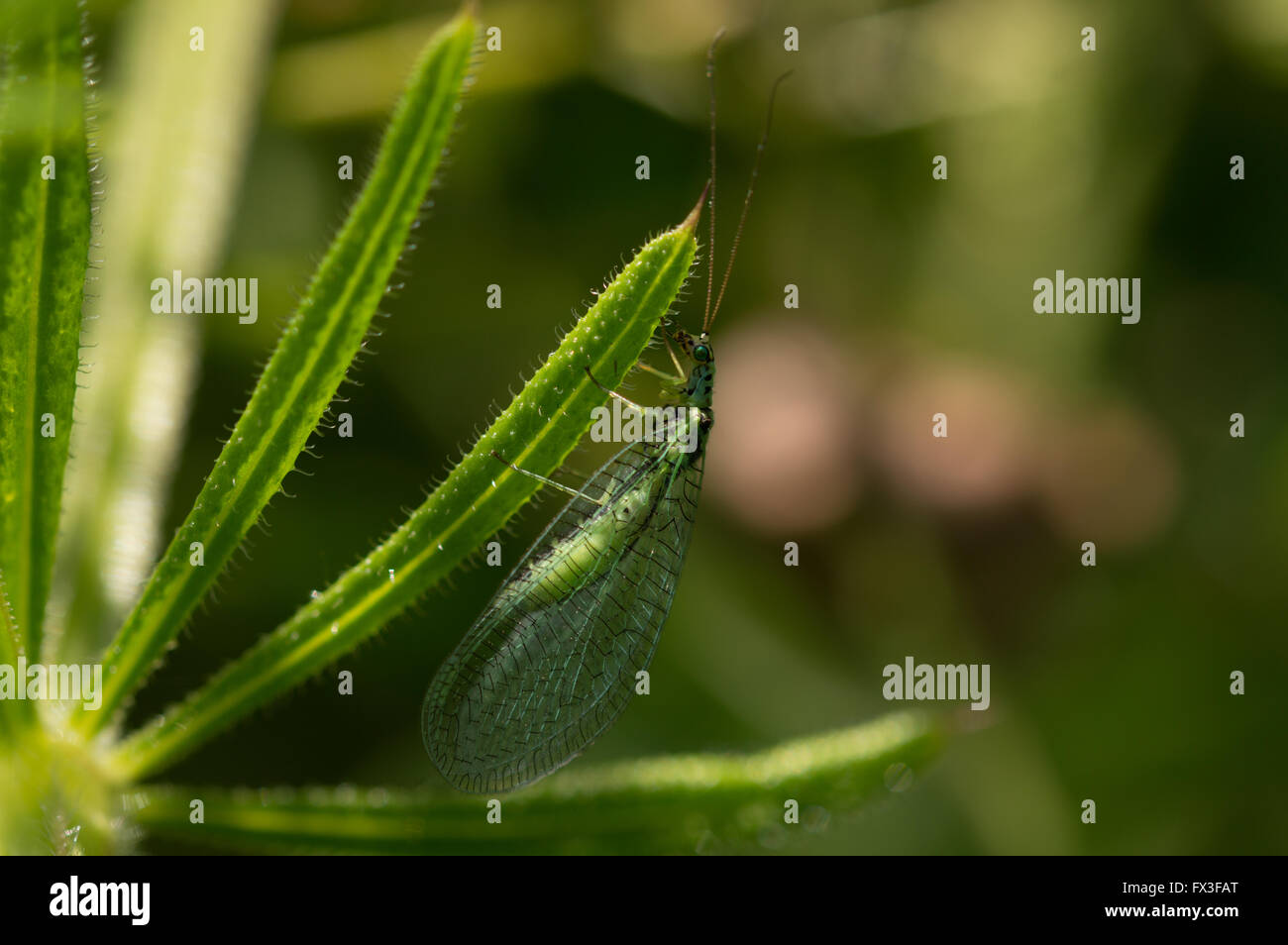 Chrysopa Perla High Resolution Stock Photography and Images - Alamy