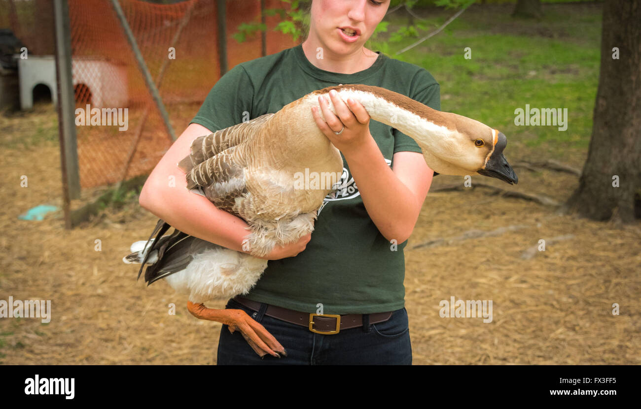 Goose girl hi-res stock photography and images - Alamy