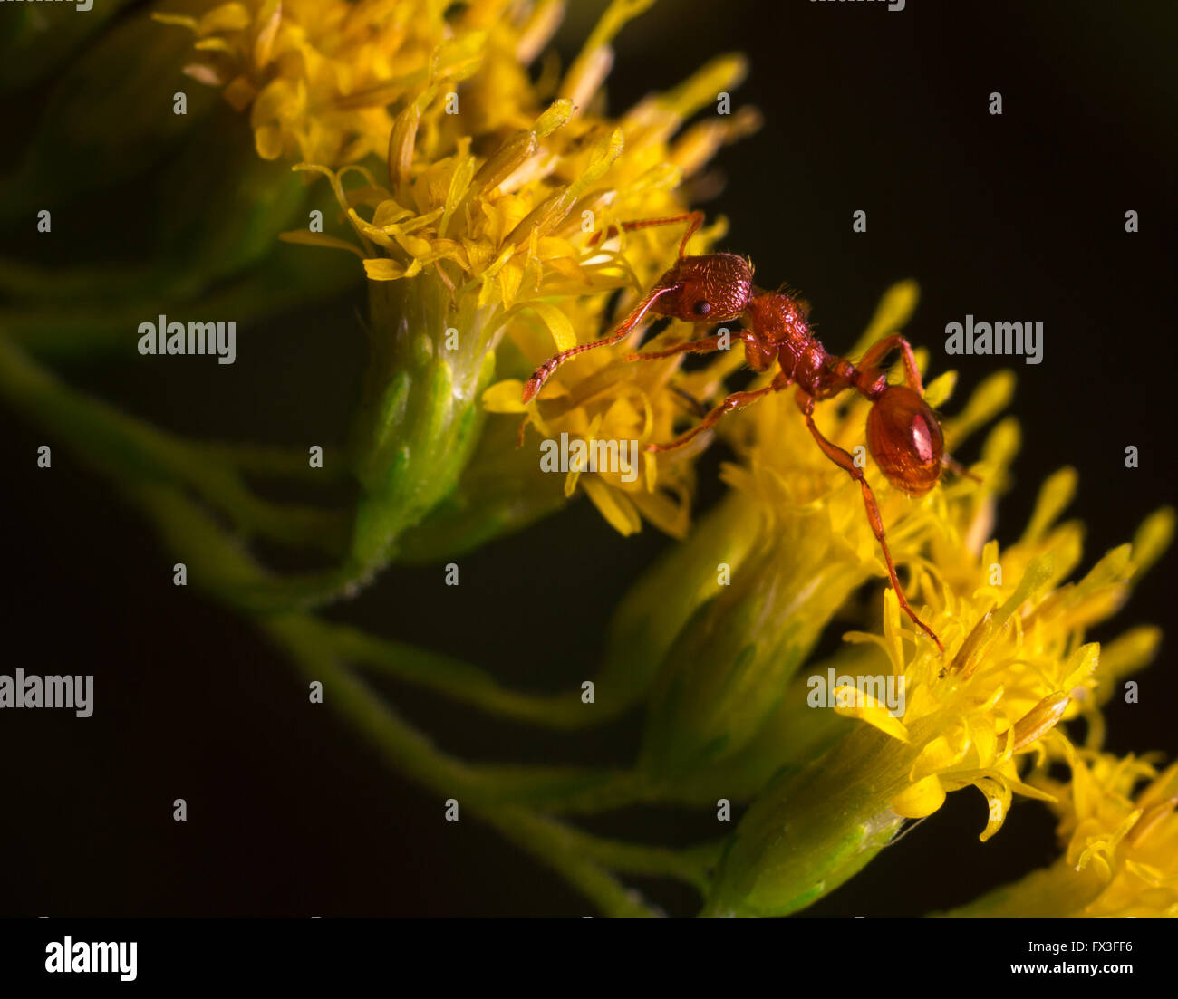 Exploring ant hi-res stock photography and images - Alamy