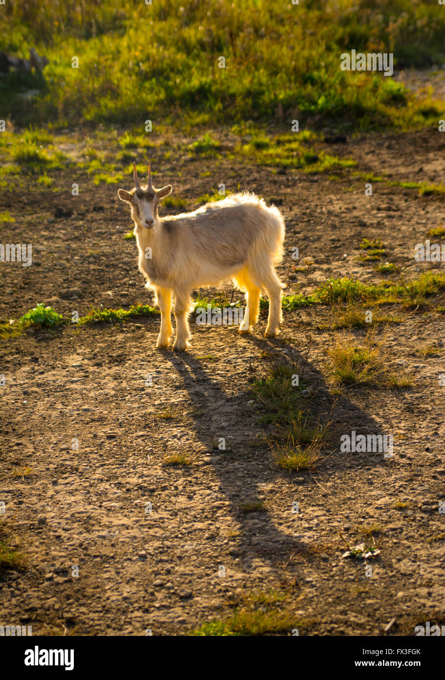 Goat in the sunset light Stock Photo - Alamy