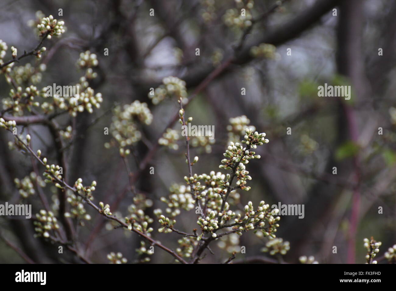 Bud closed hi-res stock photography and images - Alamy