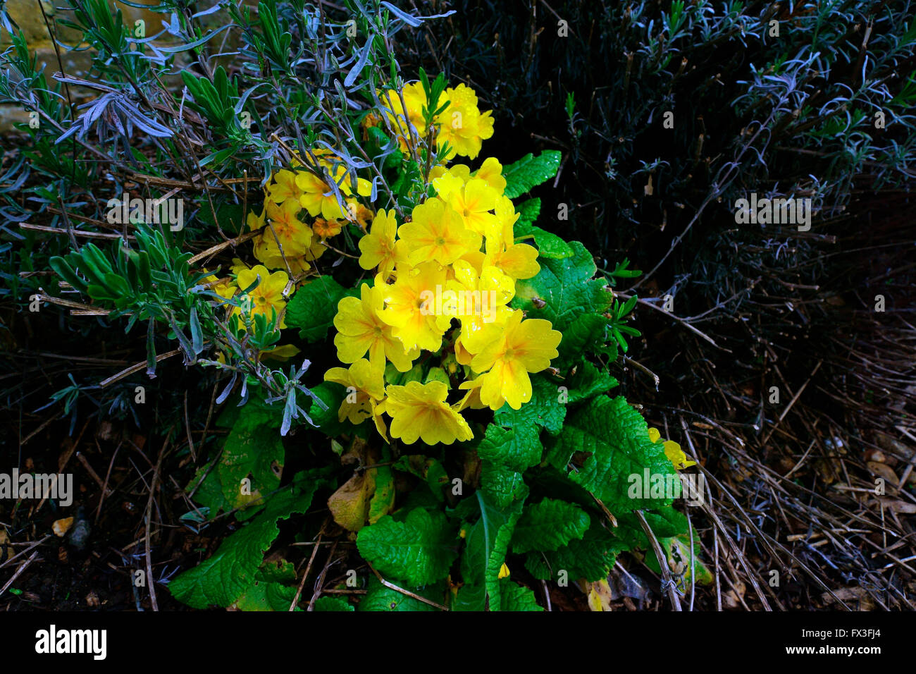 PRIMROSE YELLOW WET Stock Photo - Alamy