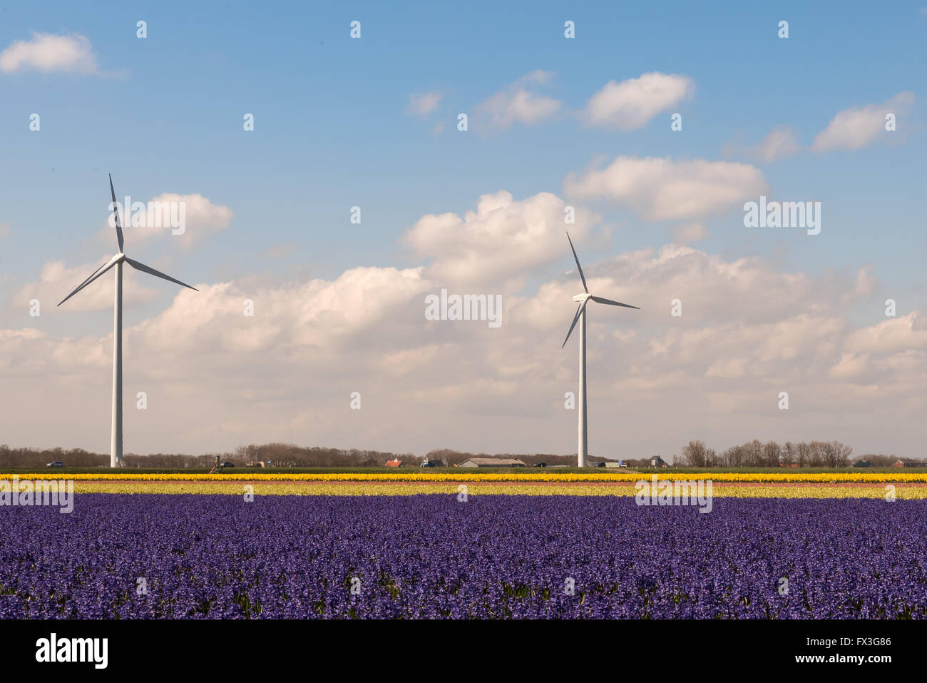 Flower Power a typical dutch springtime scene Hyacinths in a field with ...
