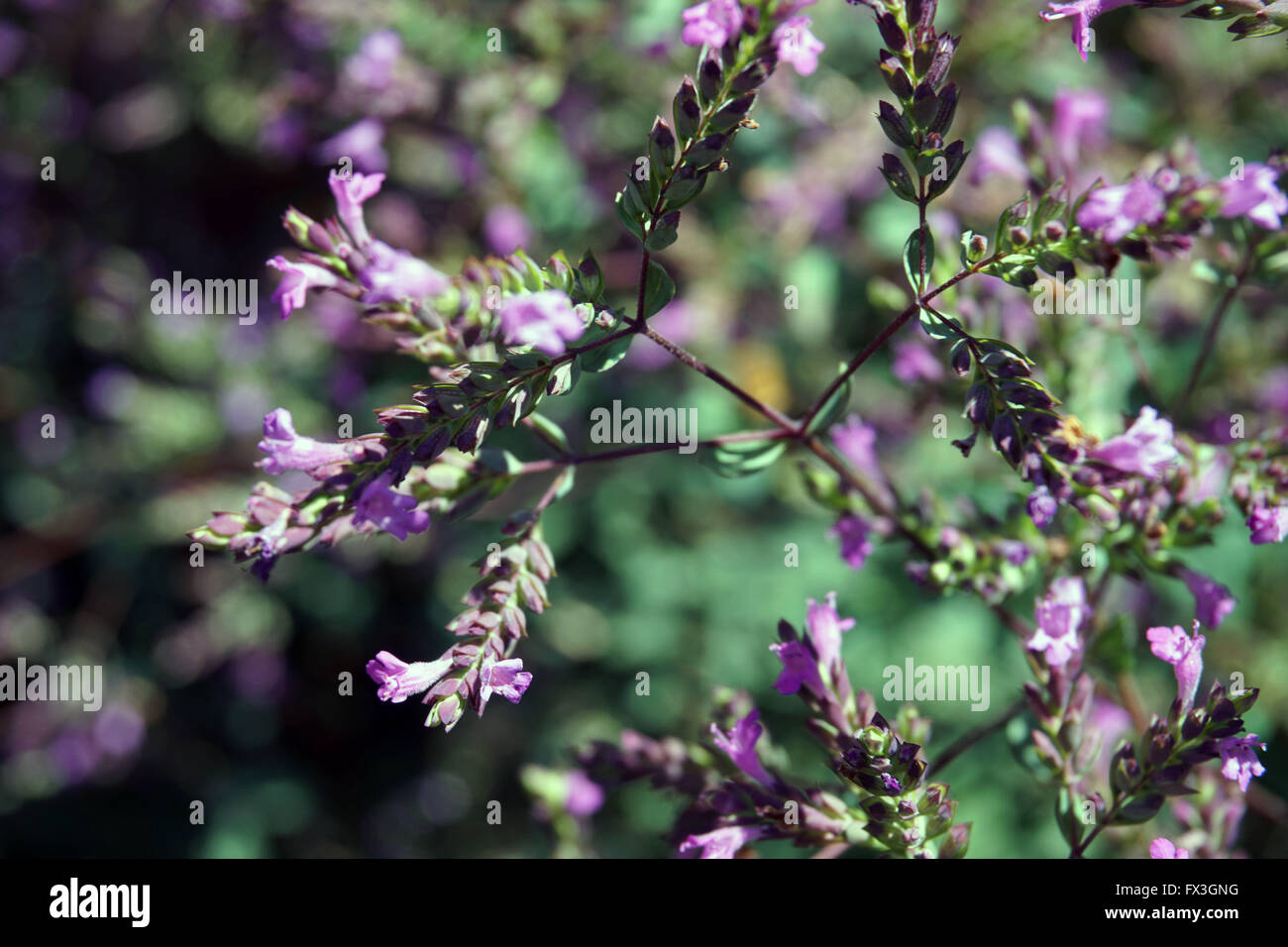 Purple oregano hi-res stock photography and images - Alamy