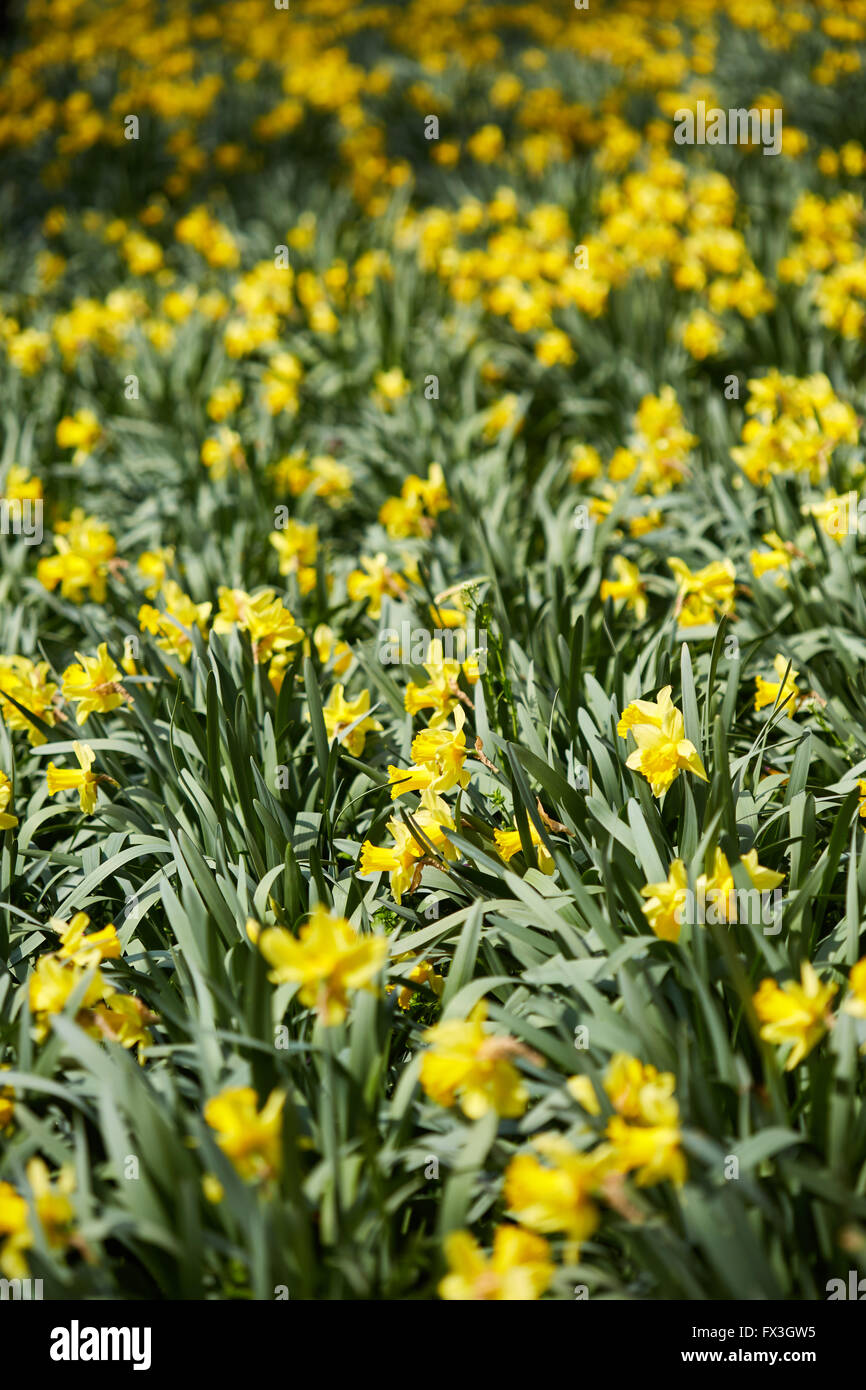 Field of yellow daffodil flowers in the spring Stock Photo - Alamy