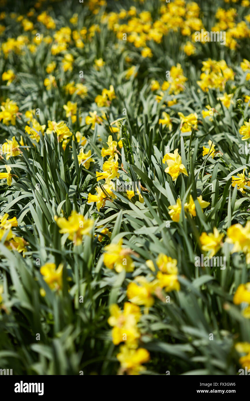 Field of yellow daffodil flowers in the spring Stock Photo - Alamy