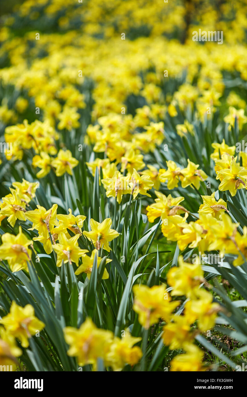 Field of yellow daffodil flowers in the spring Stock Photo - Alamy