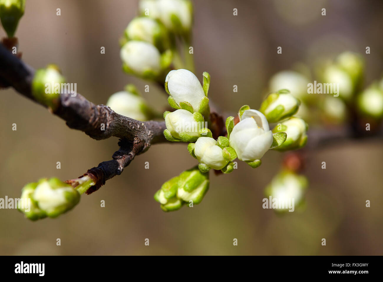 Closeup of a cherry tree branch with many buds Stock Photo - Alamy