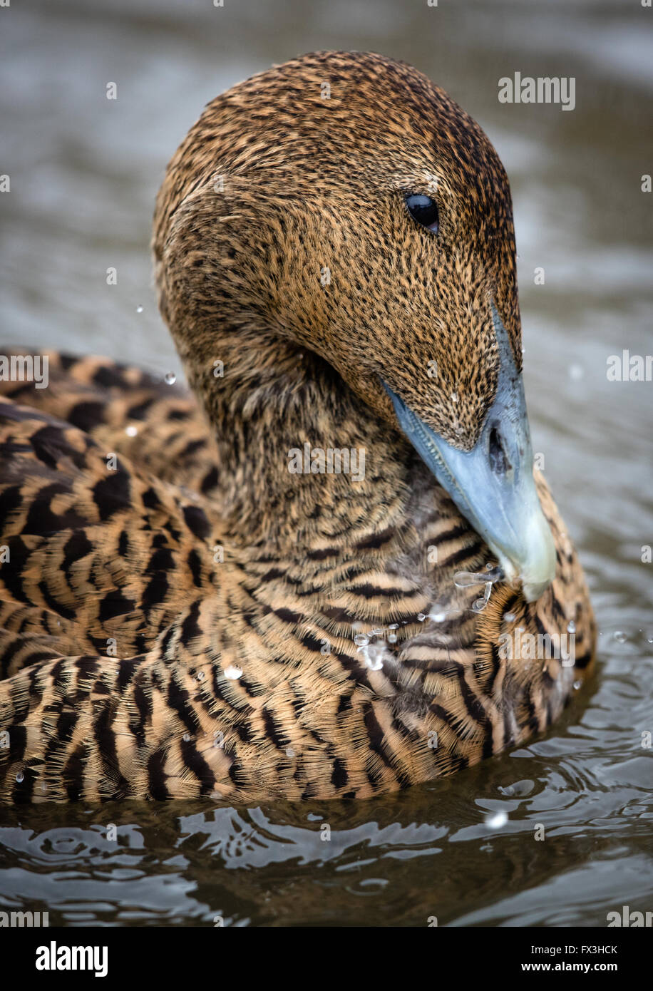 Female Eider Duck Somateria mollissima enjoying a vigorous bathing ...
