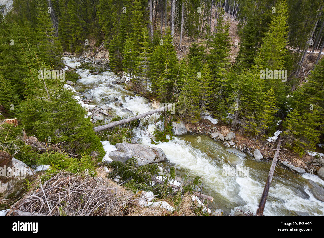 Landscape with a river flowing through a pine forest in the mountains ...