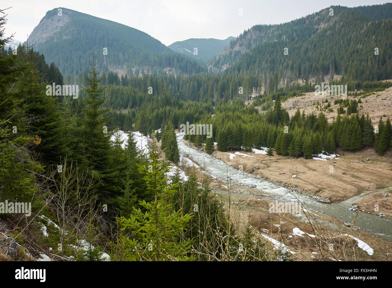 Landscape with a river flowing through a pine forest in the mountains ...