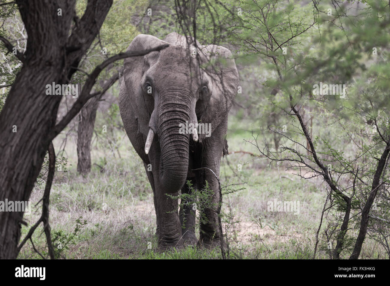 Old African Elephant bull with a broken tusk walks through the trees ...