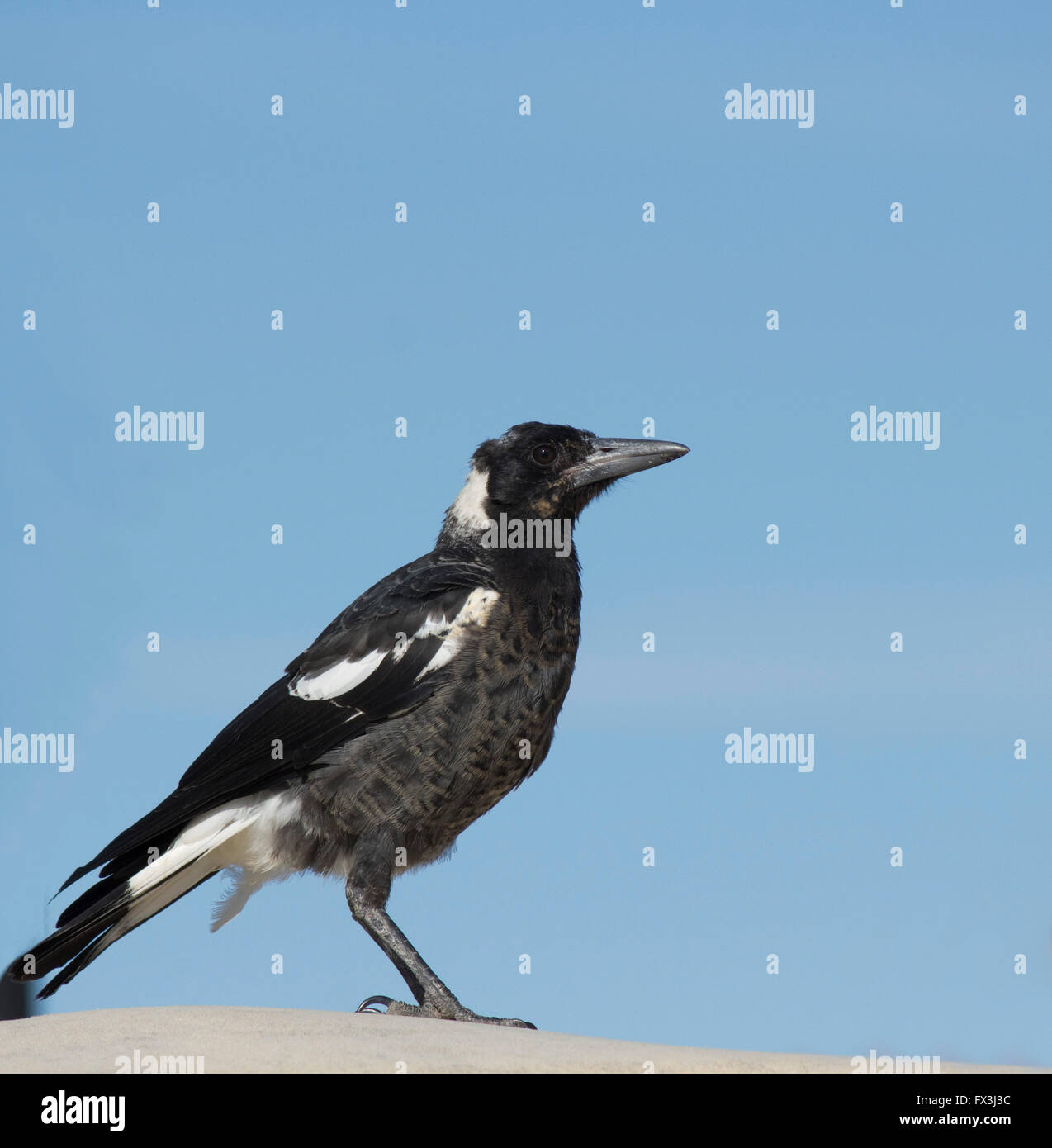 Australian magpie swooping hi-res stock photography and images - Alamy