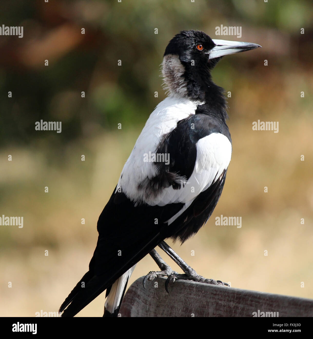 Larvae scarab beetles hi-res stock photography and images - Alamy