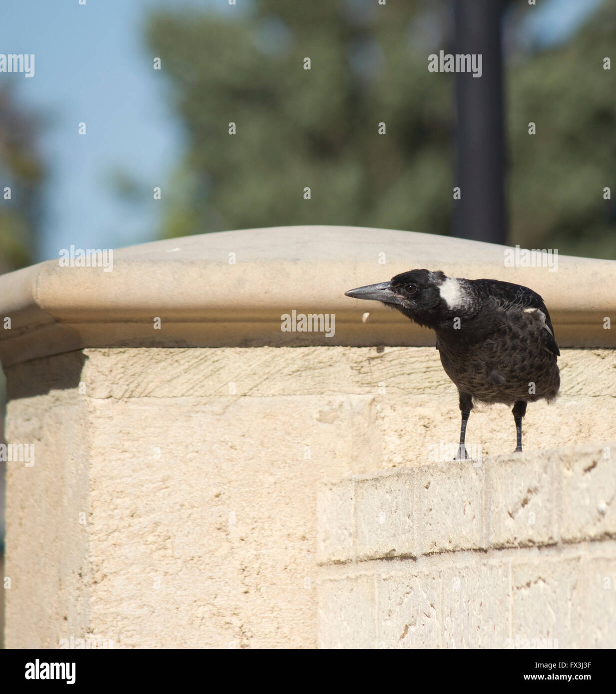 Juvenile Australia Magpie on a concrete pillar on a sunny summer ...