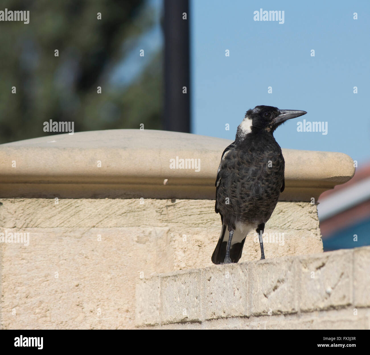 Australian magpie swooping hi-res stock photography and images - Alamy