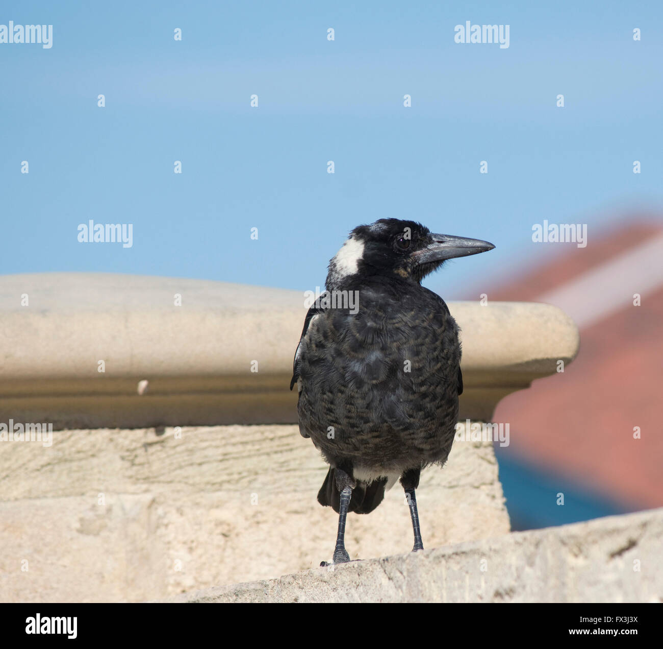 Australian magpie swooping hi-res stock photography and images - Alamy