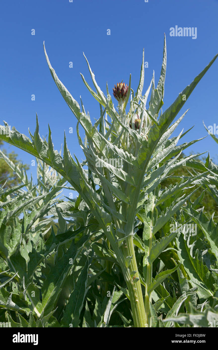 Growing cardoon plant Stock Photo - Alamy