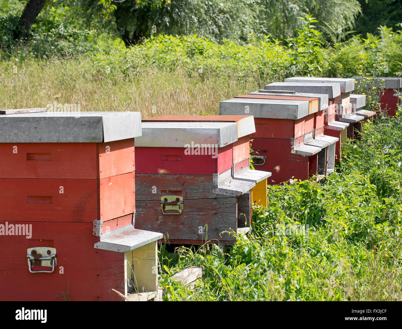 Bee hives,beekeeping. Rural industry Stock Photo - Alamy