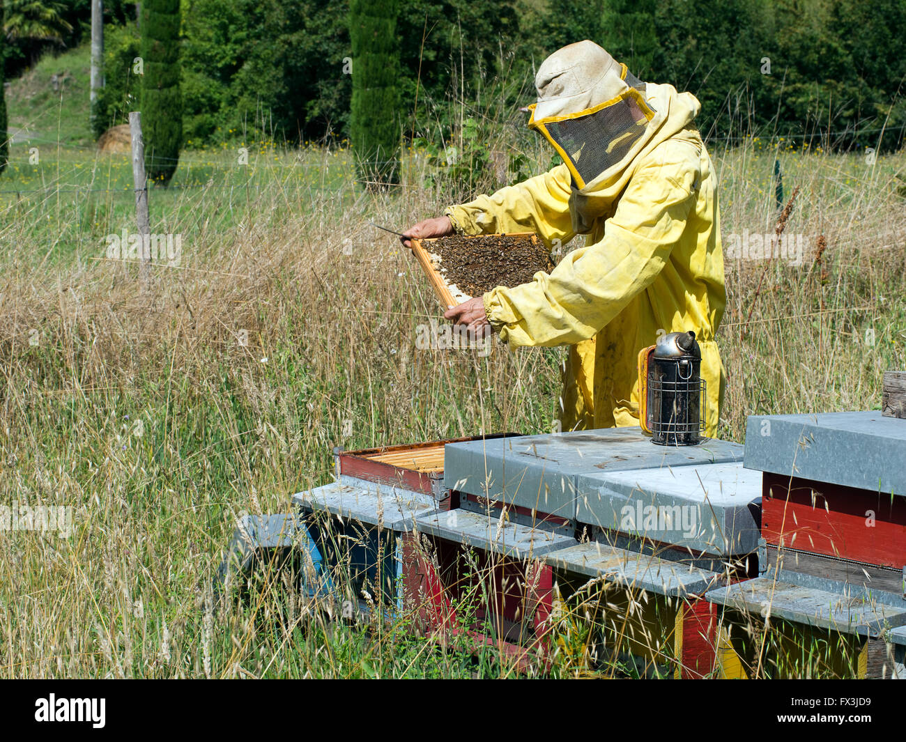 Traditional animal hubandry Stock Photo - Alamy