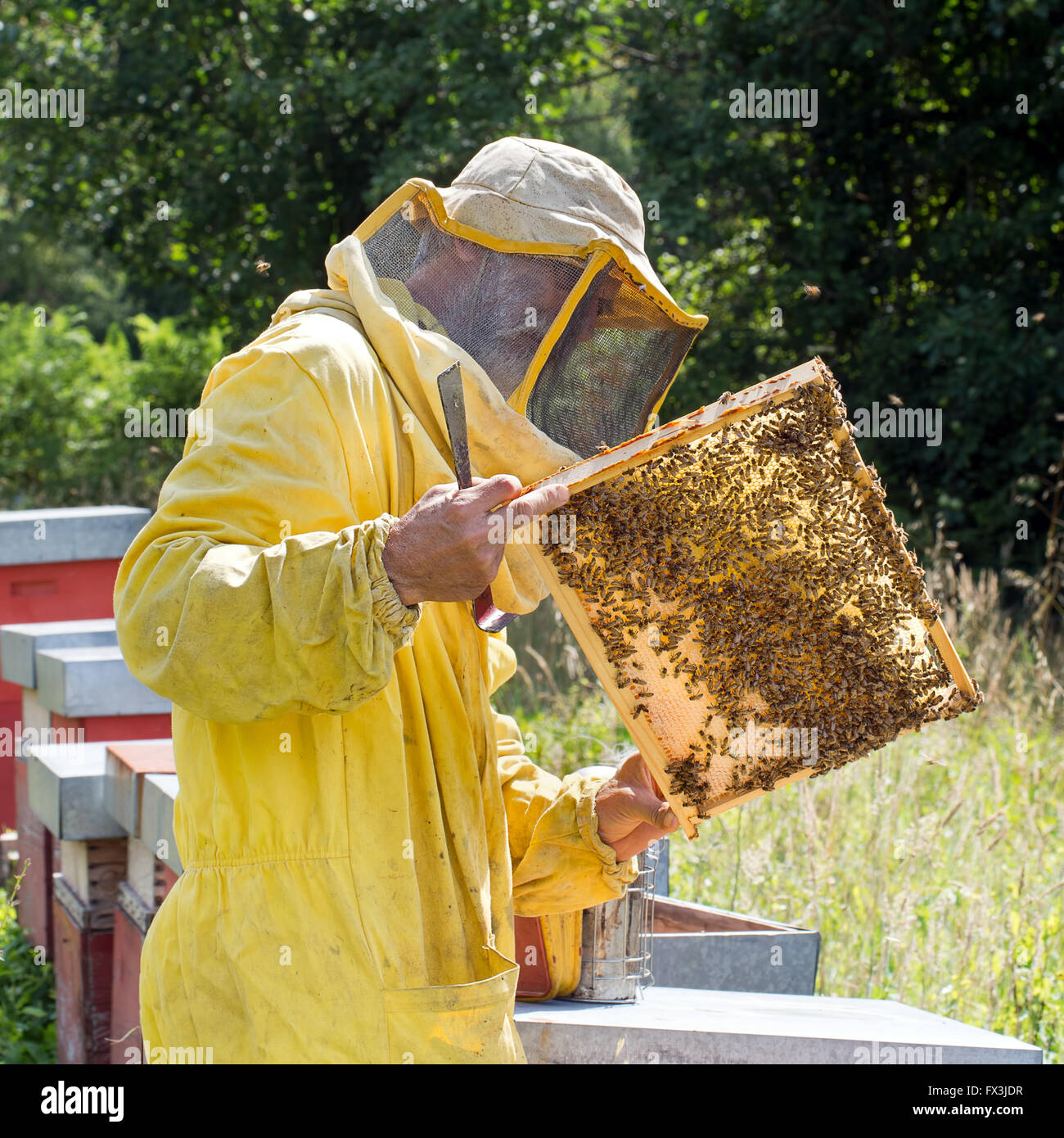 Nice view of cells Stock Photo - Alamy