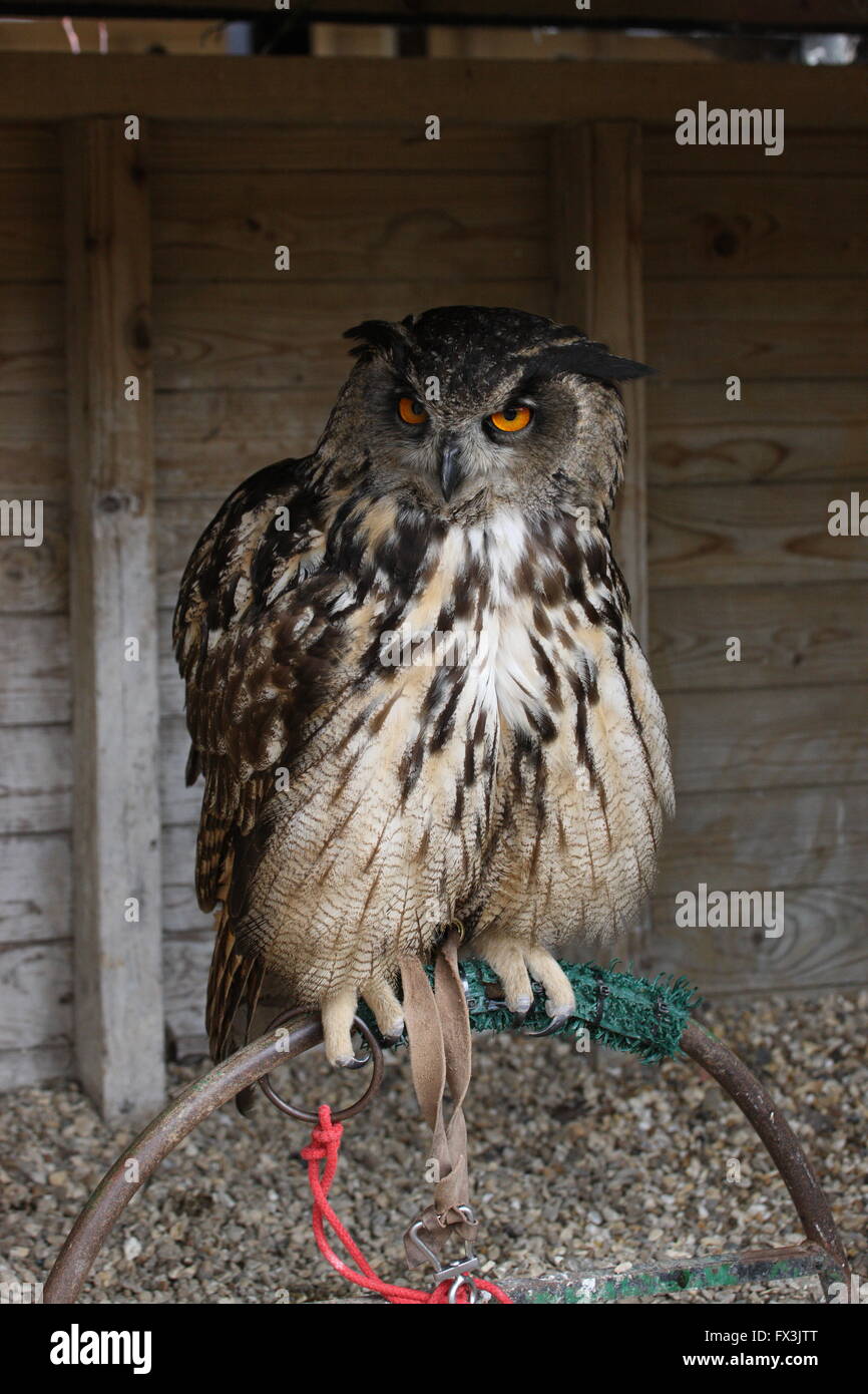 Full body owl hi-res stock photography and images - Alamy