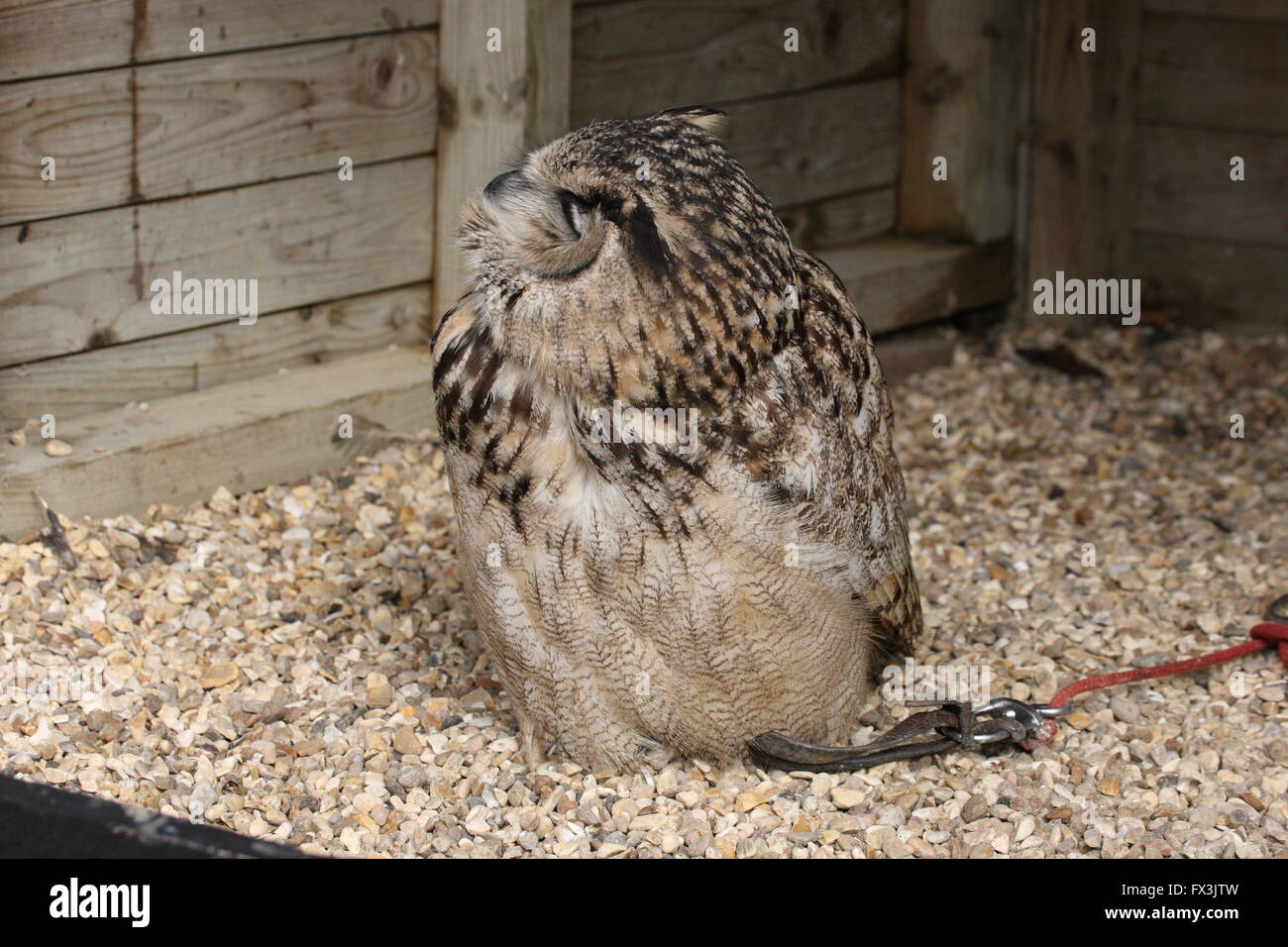 owl,sitting on the floor the head to side calling to the camera,full ...