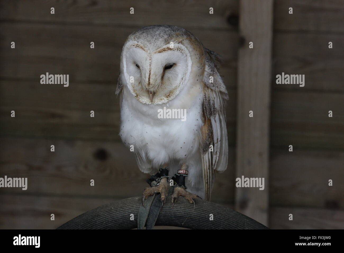 Full body owl hi-res stock photography and images - Alamy