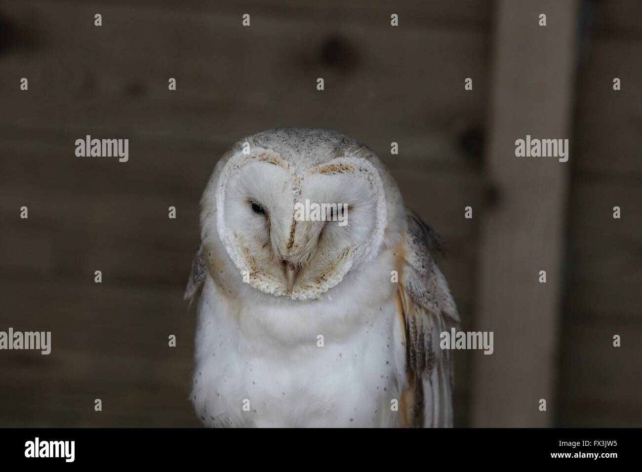 Barn owl head hi-res stock photography and images - Alamy