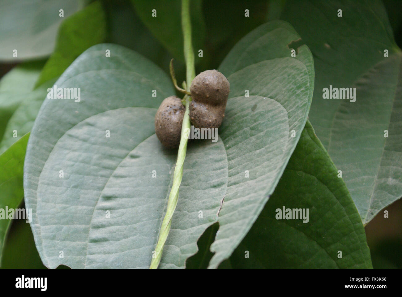 Dioscorea alata, purple yam, tuberous root vegetable with climbing ...