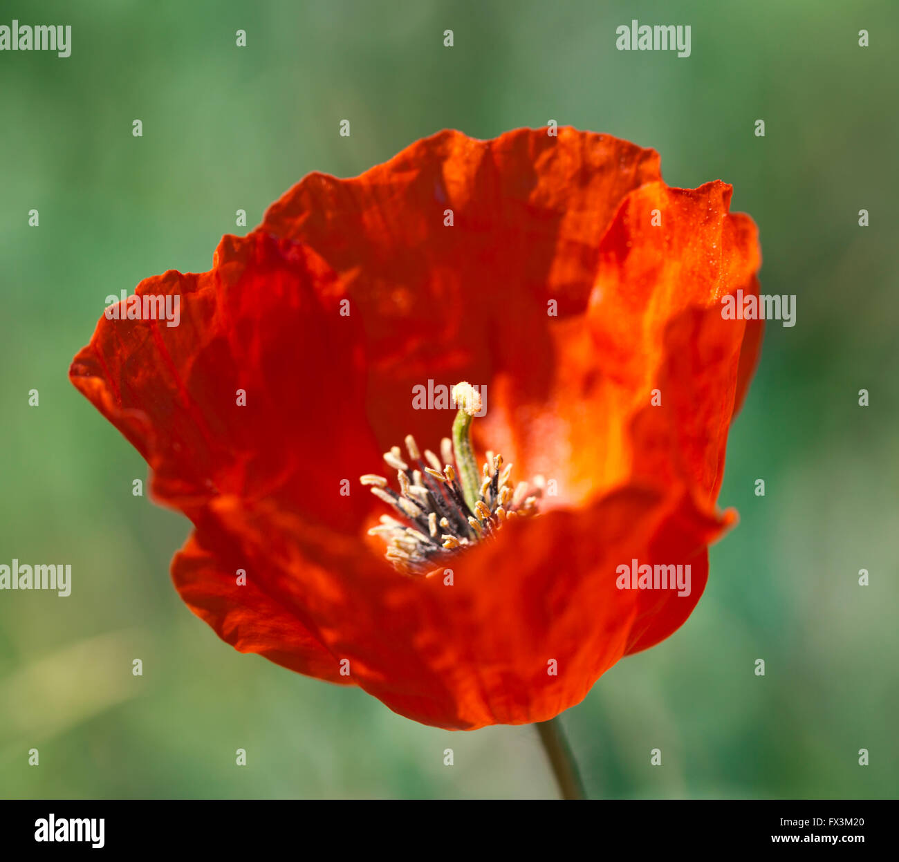 poppy flower macro Stock Photo - Alamy