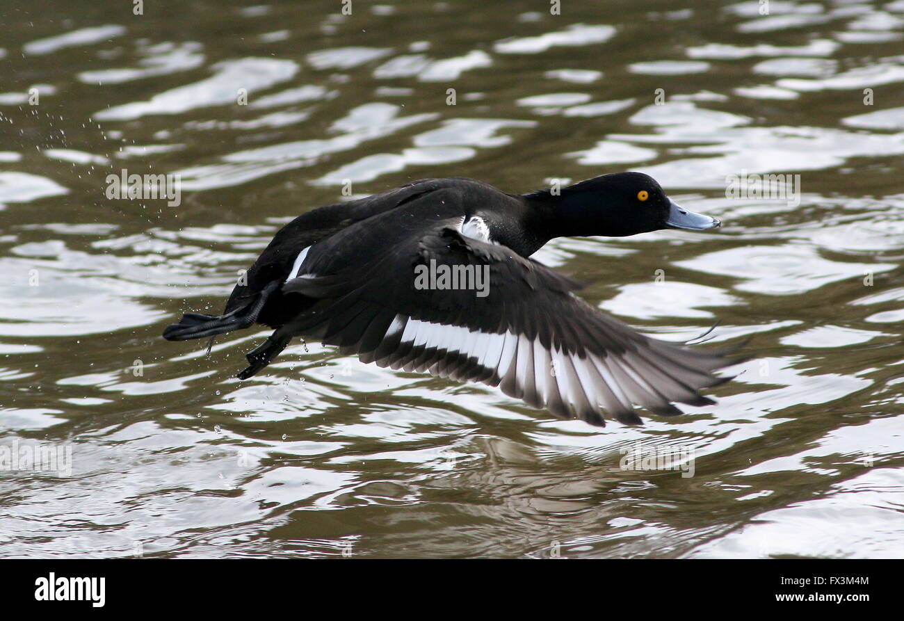 Black duck flight hi-res stock photography and images - Alamy