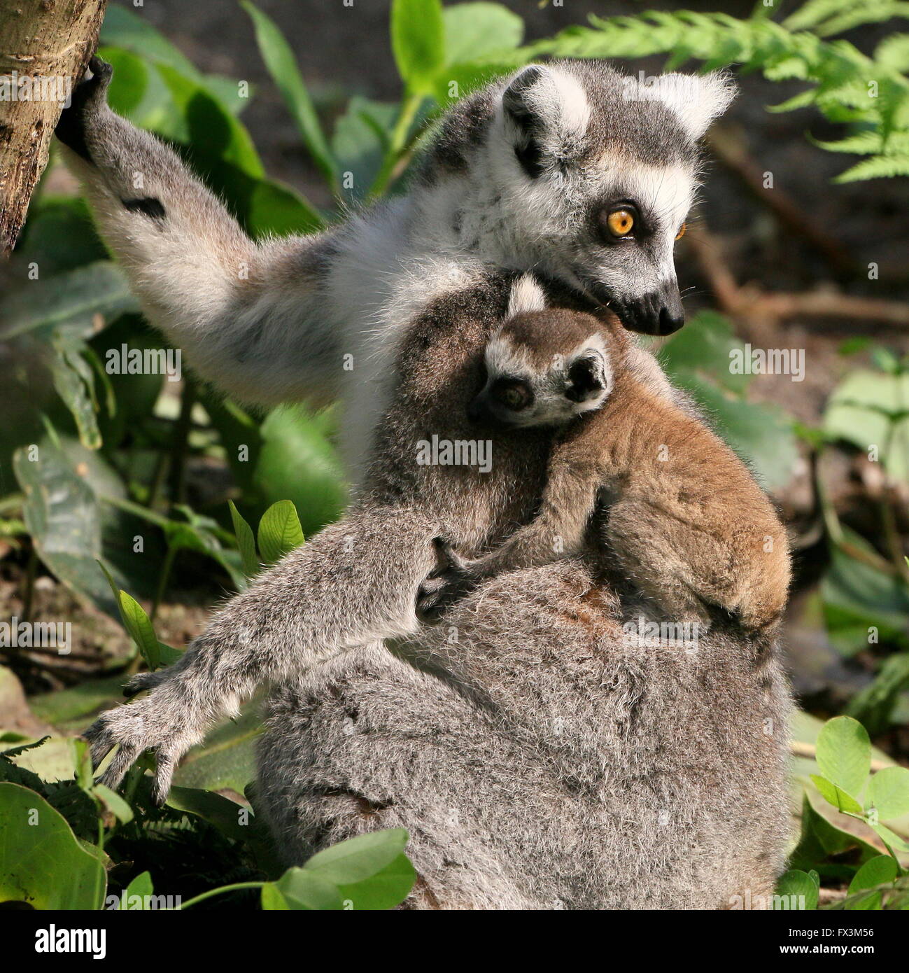 Baby Madagascan Ring tailed Lemur (Lemur catta) clinging to his mother ...