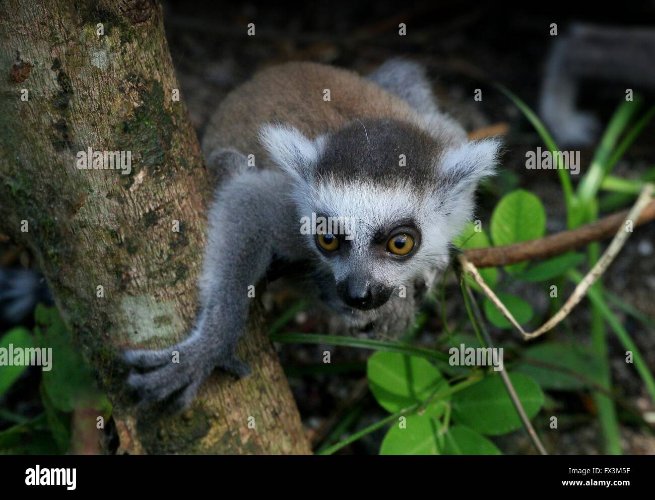 Baby Madagascan Ring tailed Lemur (Lemur catta) climbing a tree Stock ...