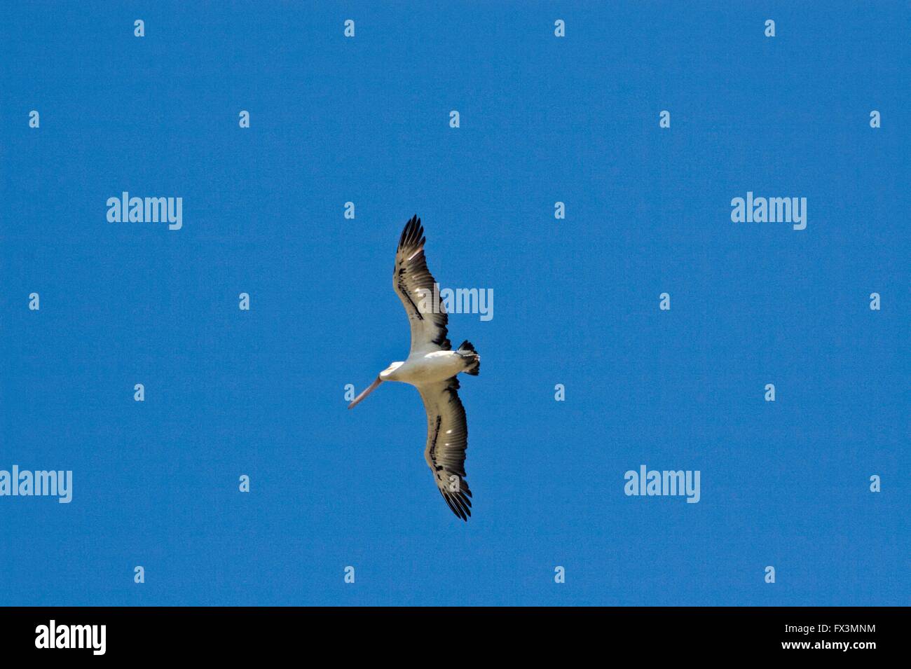 Underside of an Australian pelican in flight Stock Photo - Alamy