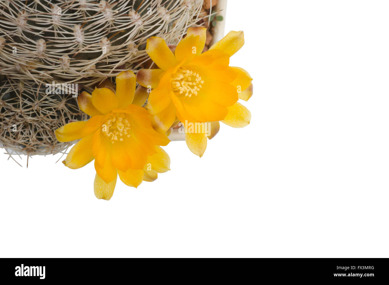 cactus flower isolated on white background Stock Photo - Alamy