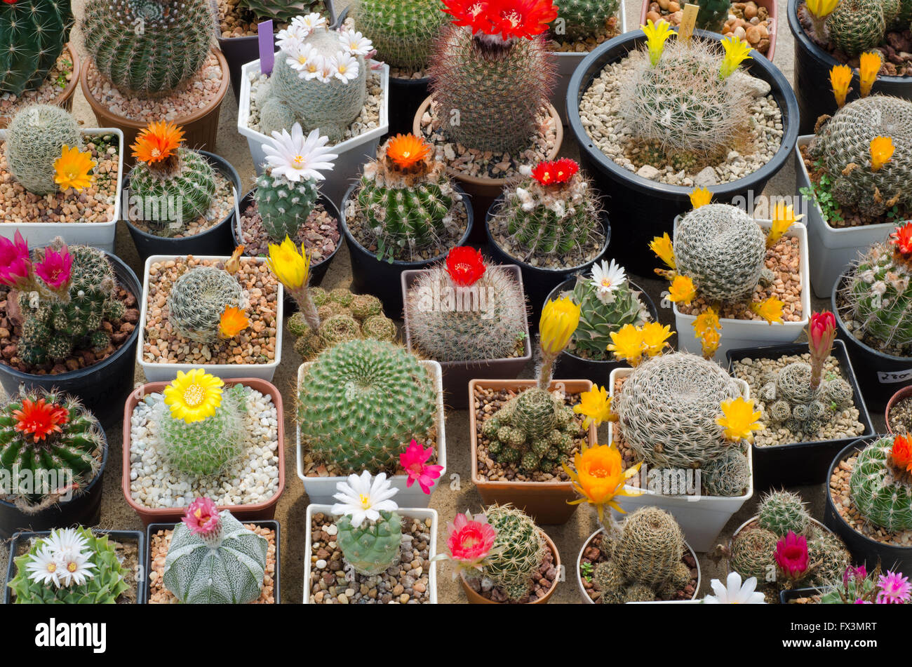 Cacti variety hi-res stock photography and images - Alamy