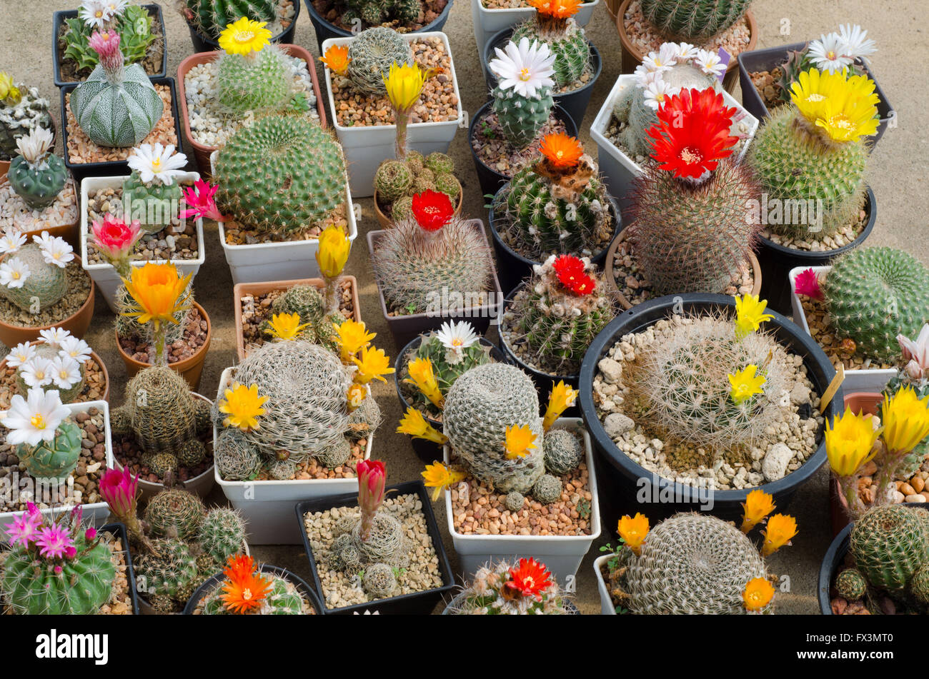 Cacti variety hi-res stock photography and images - Alamy