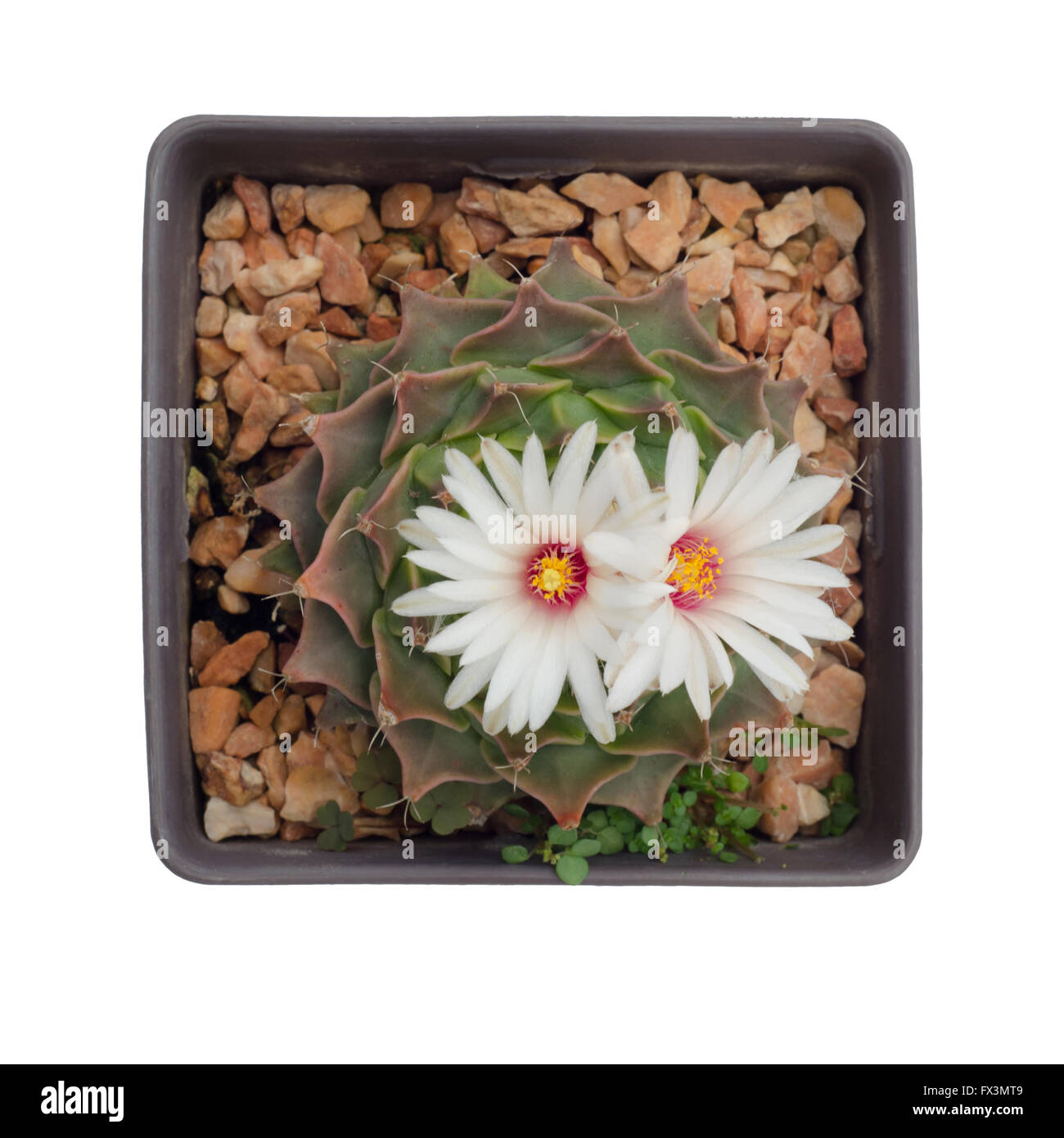 Top view flower pot hi-res stock photography and images - Alamy