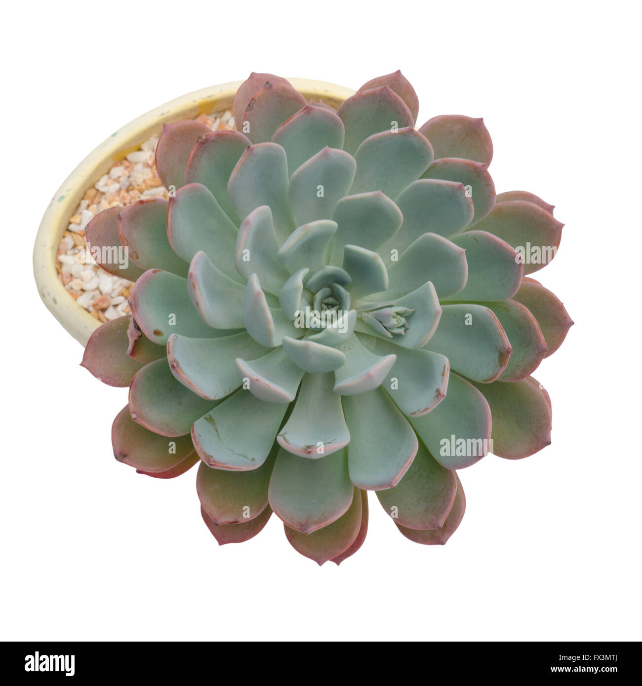 succulent plant isolated on white background Stock Photo - Alamy