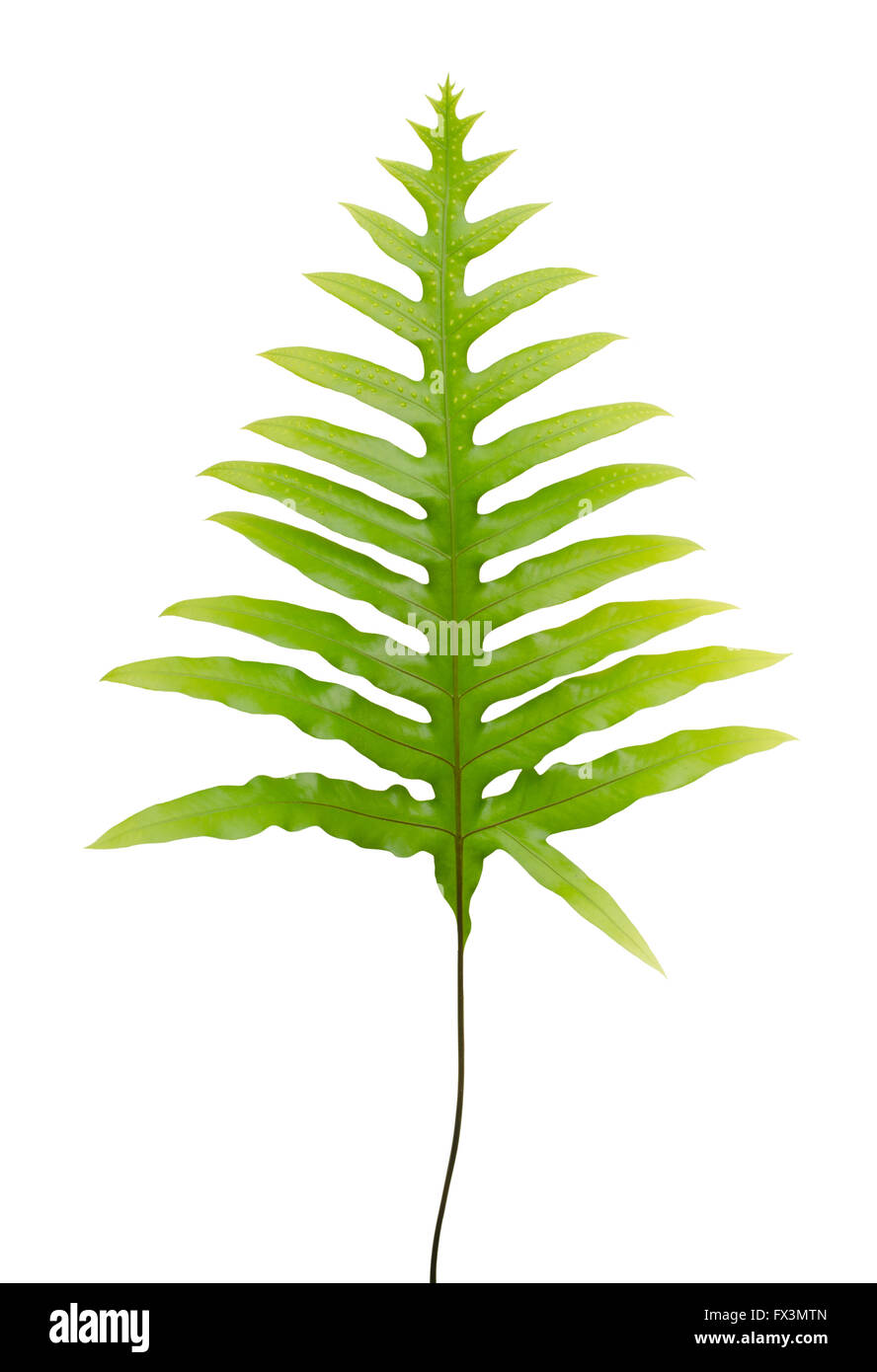 Fern leaf on garden hi-res stock photography and images - Alamy