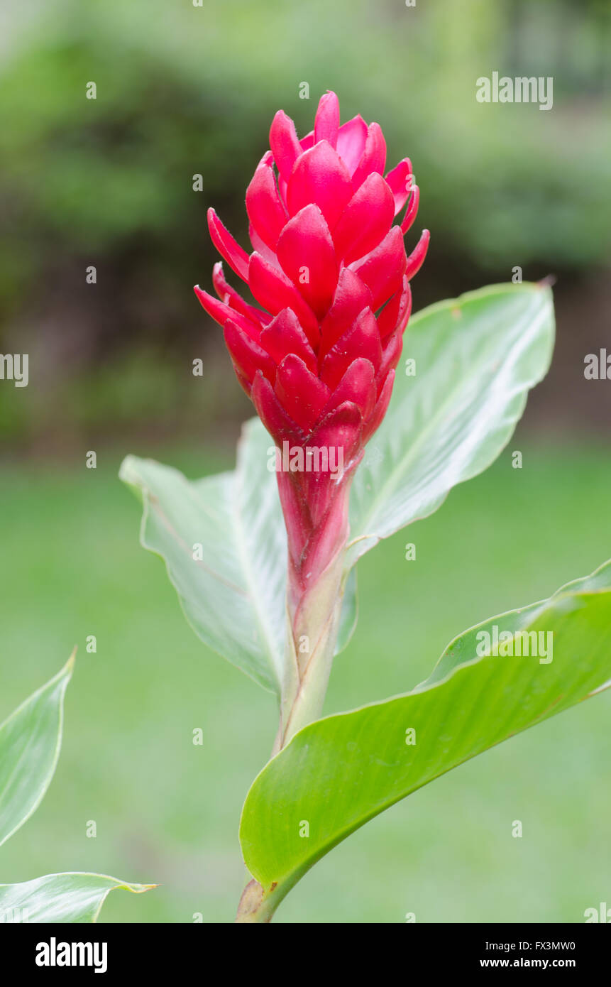 red ginger flower Stock Photo - Alamy