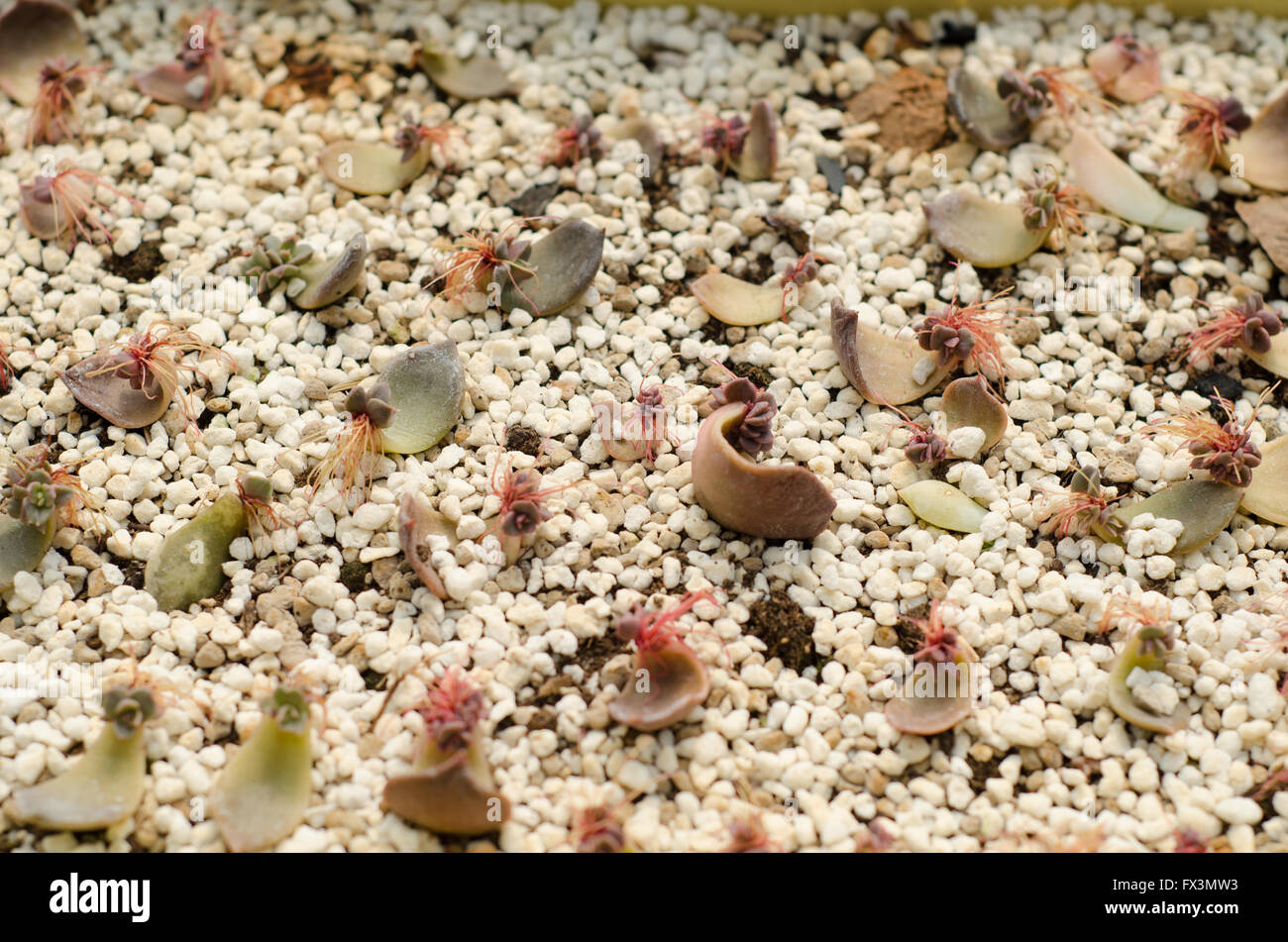 Cactus with soil hi-res stock photography and images - Alamy