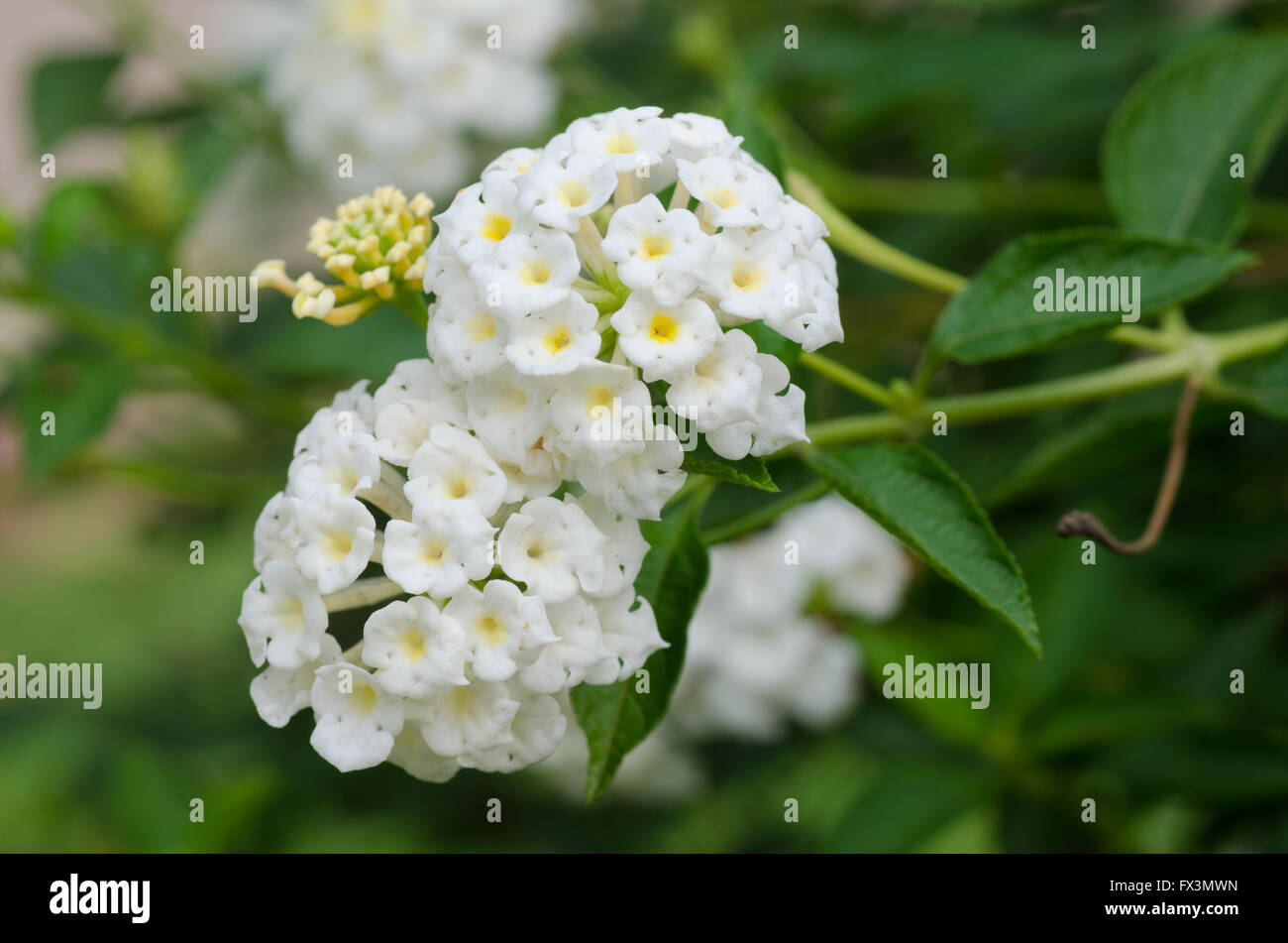 Lantana camara flowers Stock Photo - Alamy