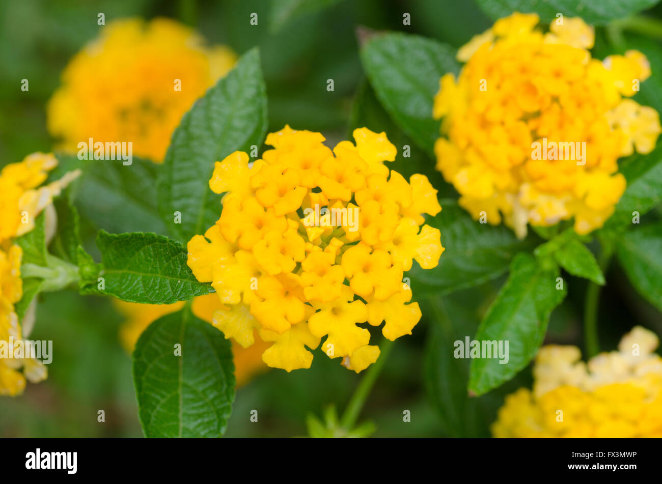 Yellow Lantana Flower High Resolution Stock Photography and Images - Alamy