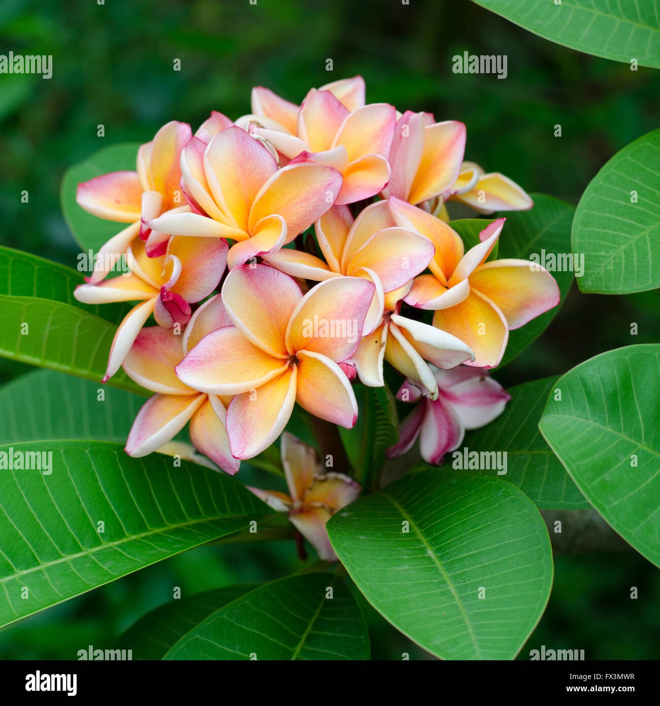 Frangipani with leaves in background Stock Photo - Alamy