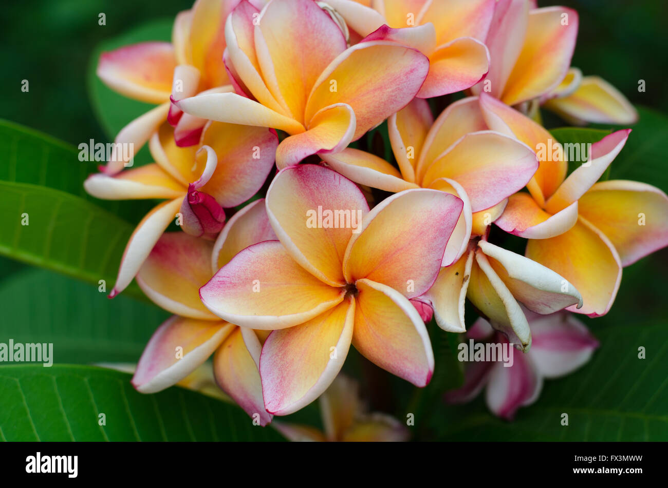 Frangipani leaves hi-res stock photography and images - Alamy