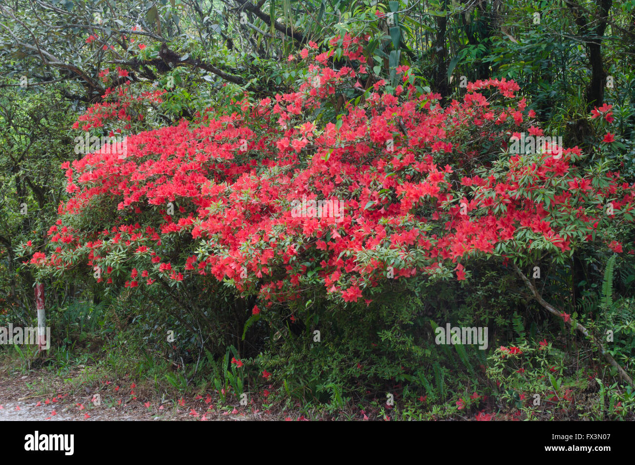 azalea blooming in forest ,Thailand Stock Photo - Alamy