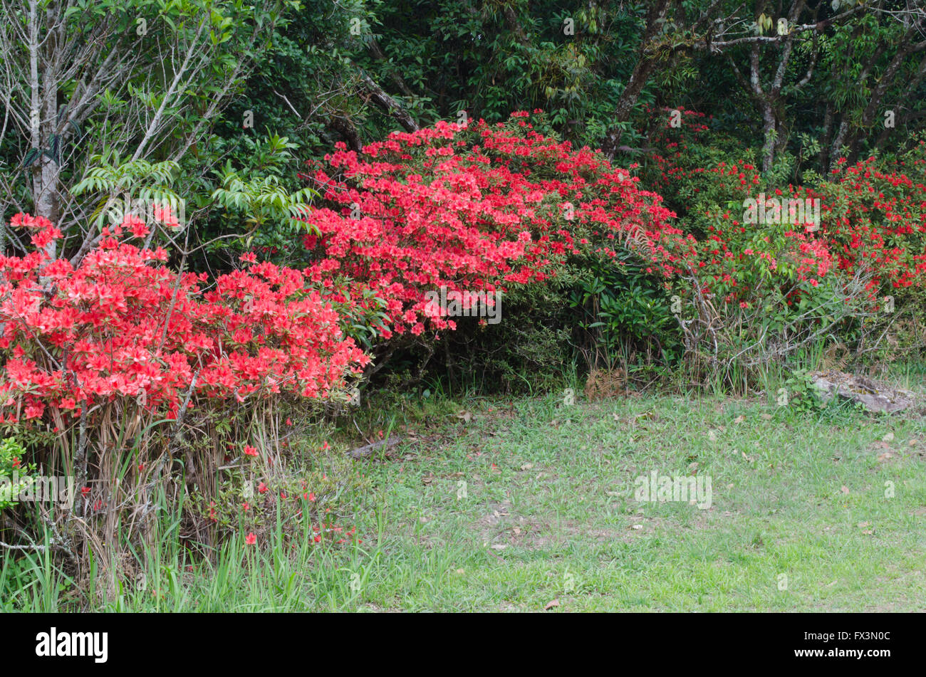 azalea blooming in forest ,Thailand Stock Photo - Alamy